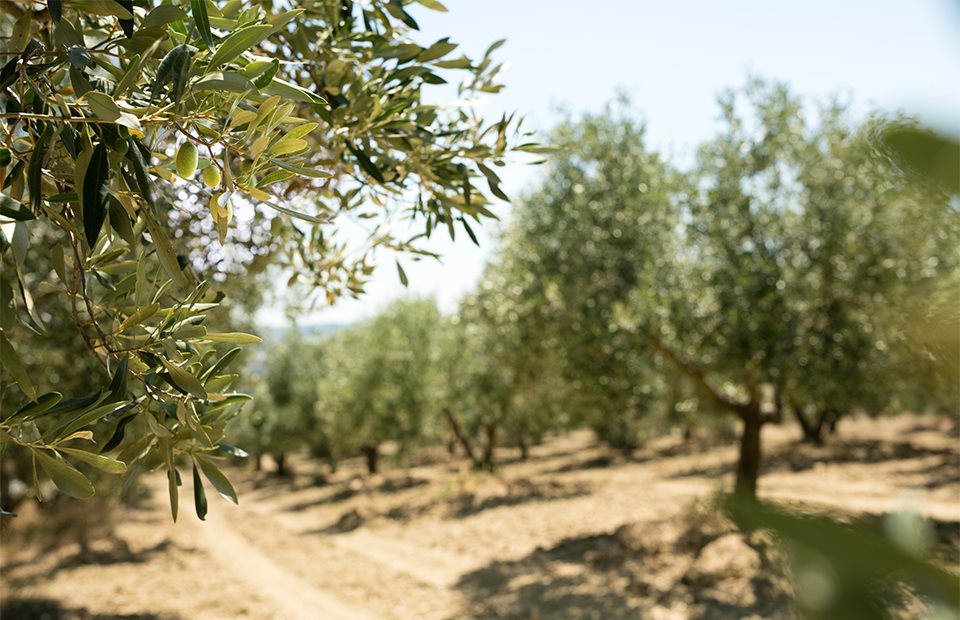 Στο μισό μετά την επιδότηση η έξτρα ασφάλιση ΕΛΓΑ για ακαρπία και ...