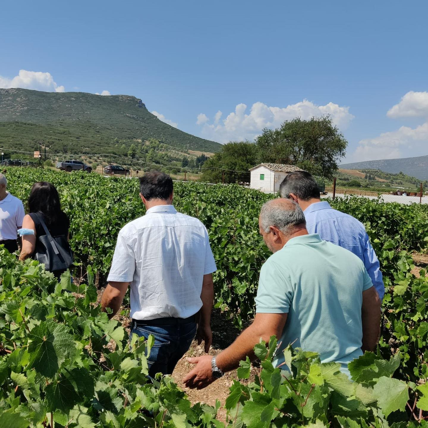 Έκτακτη σύσκεψη στη Βάθη 5 Σεπτεμβρίου για τις ζημιές στα αμπελοτόπια ...
