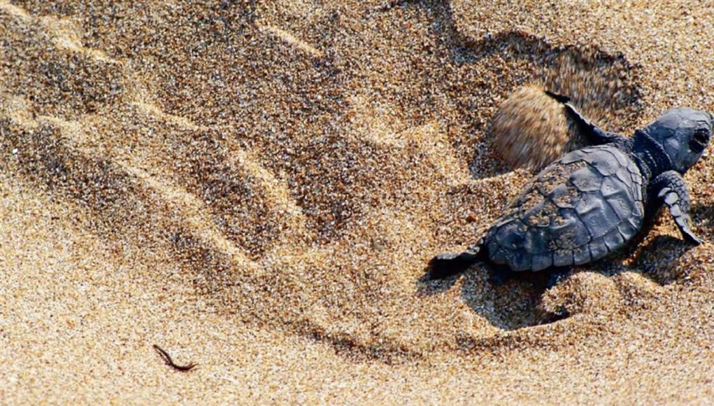 Οι πρώτες φωλιές χελωνών καρέτα - καρέτα στην Κρήτη εν όψει περιόδου ...