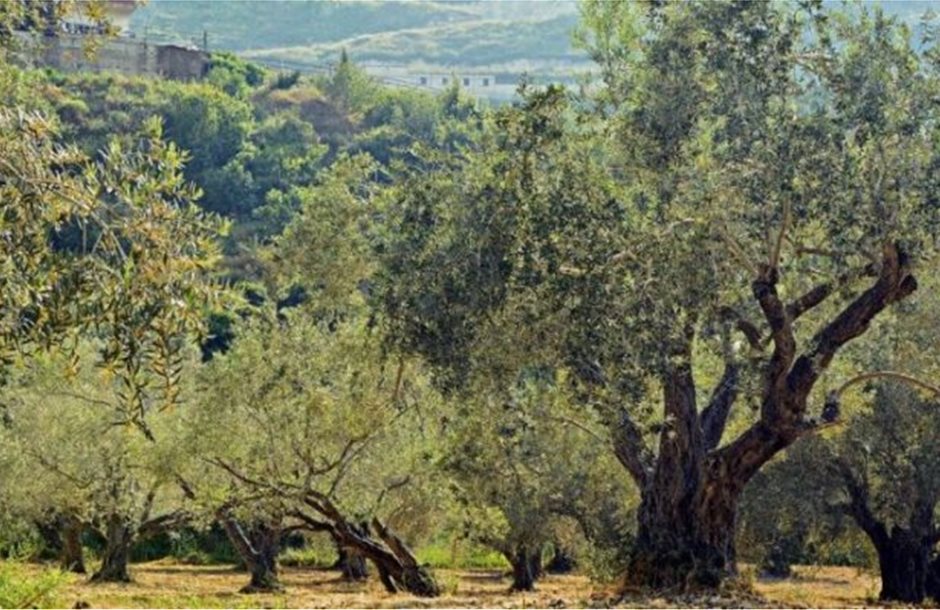 Εμφάνιση ενεργών κονιδιών Κυκλοκόνιου στη Μακεδονία, συστάσεις σε ...
