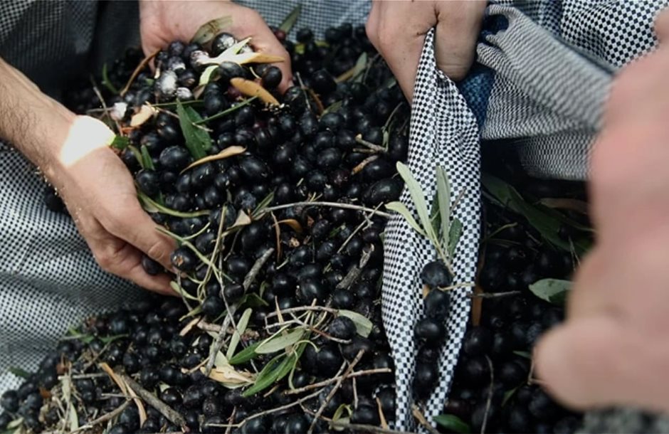 Περισσότερη ελληνική ελιά Καλαμάτας στα ξένα ράφια λιανικής θέλει ο ...