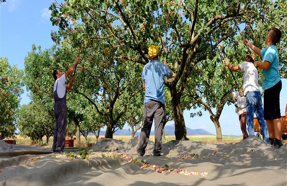 Το φιστίκι Αιγίνης νέο στοιχείο της άυλης πολιτιστικής κληρονομιάς