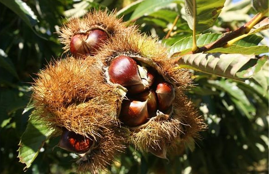 Βιολογικό πρόγραμμα από την Περιφ. Θεσσαλίας για τη στήριξη των ...